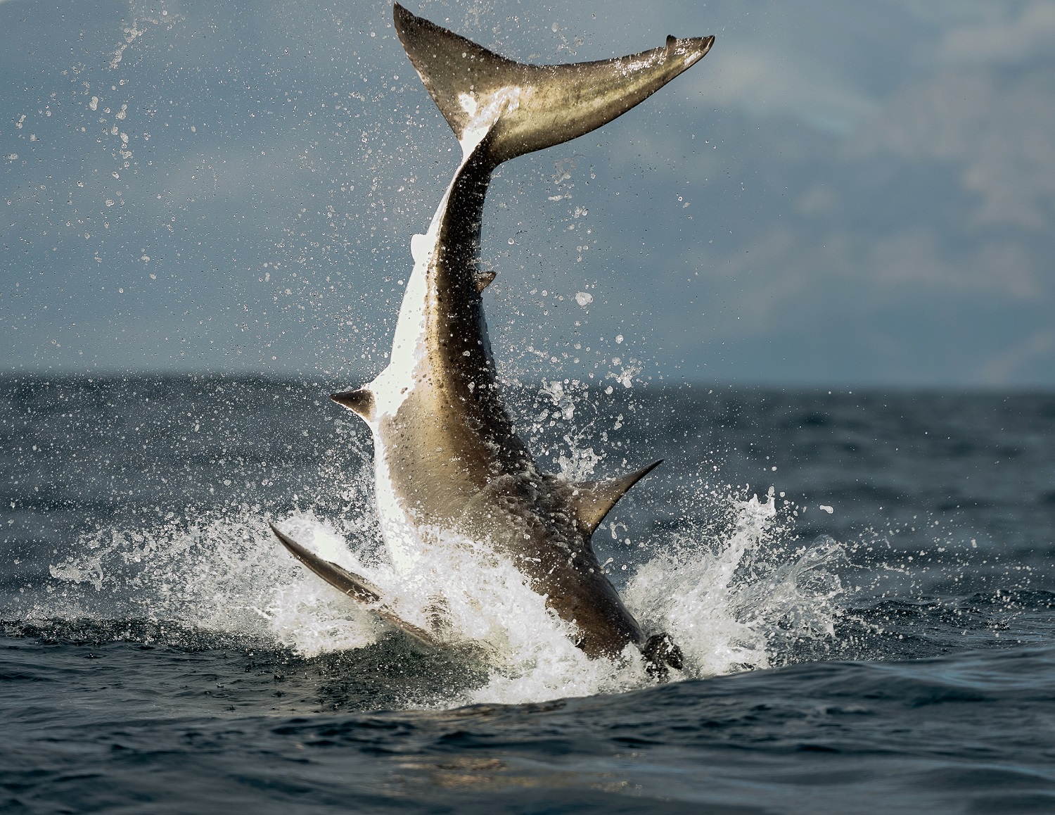Top 10 Reasons To Live Every Week Like Shark Week